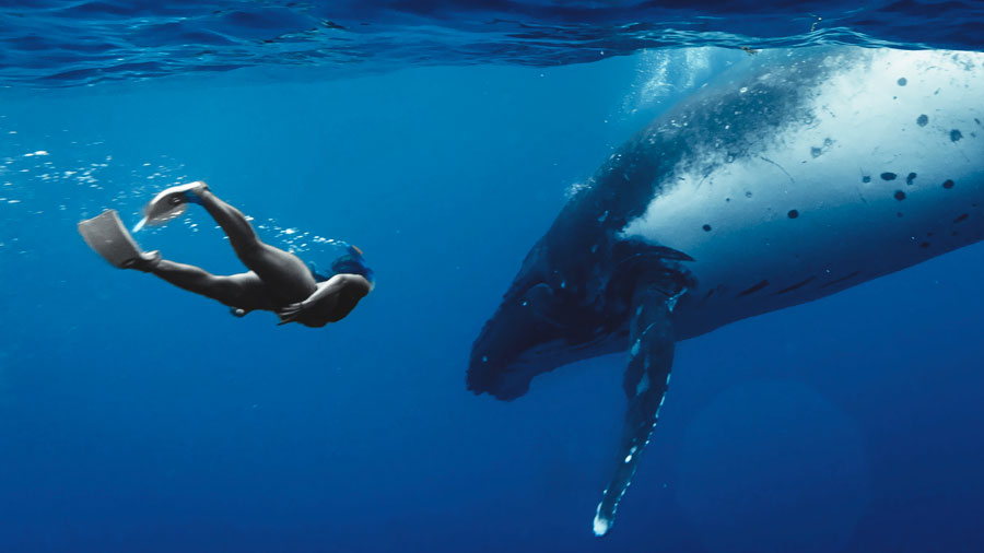 ocean-safari-expedition.jpg